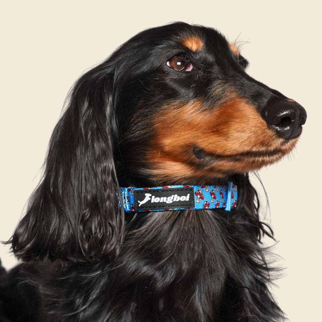 Dachshund Harnesses, Collars, Leashes, Splitters and More | Longboi & Co.